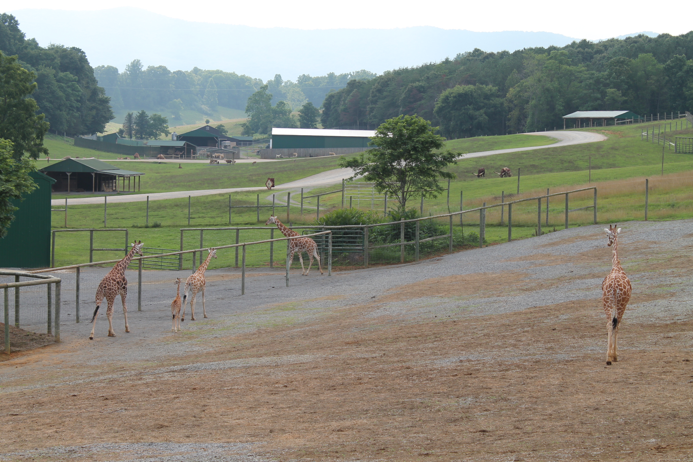 Virginia Safari Park | Colonial Roads