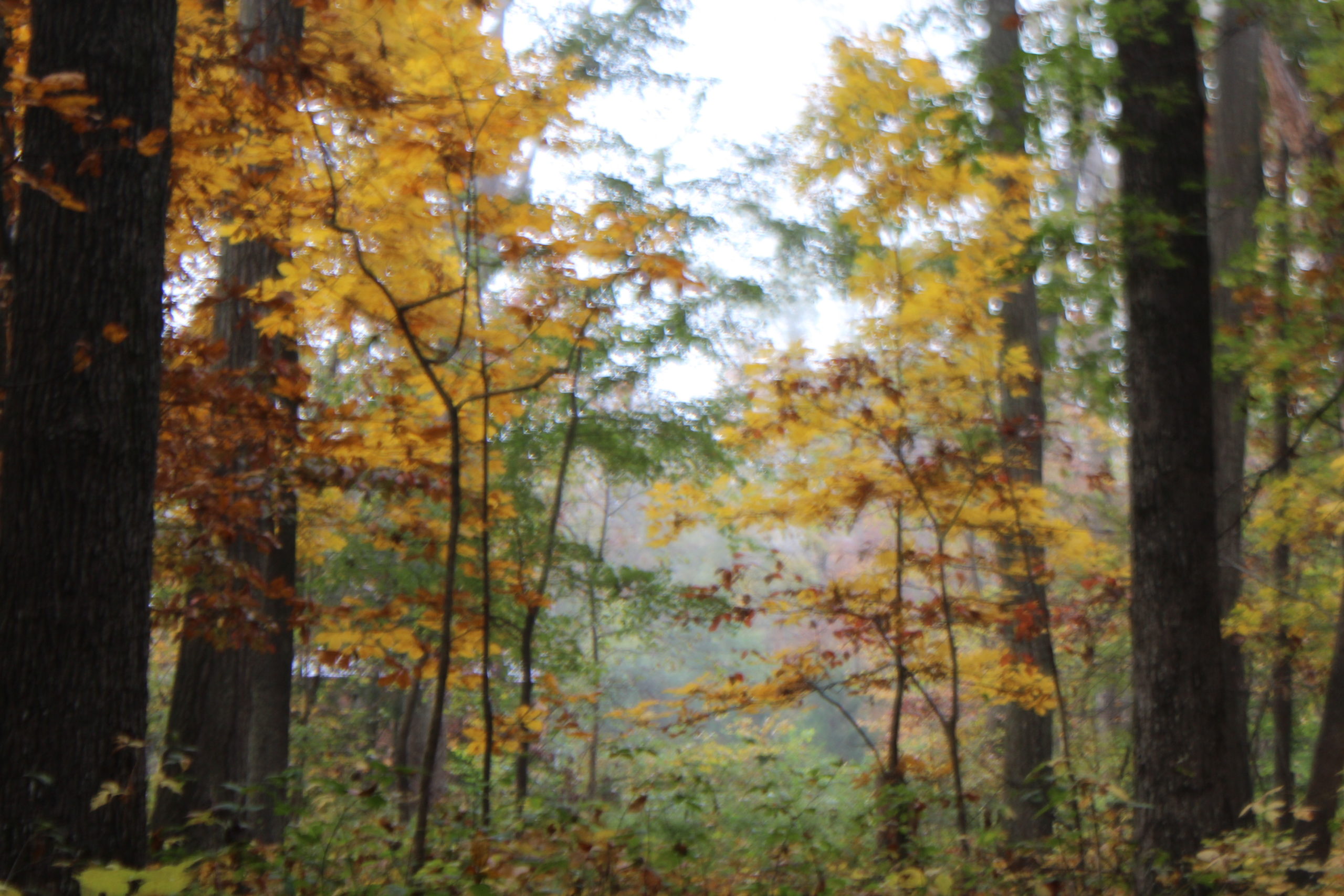 Gold Mine Trail | Colonial Roads
