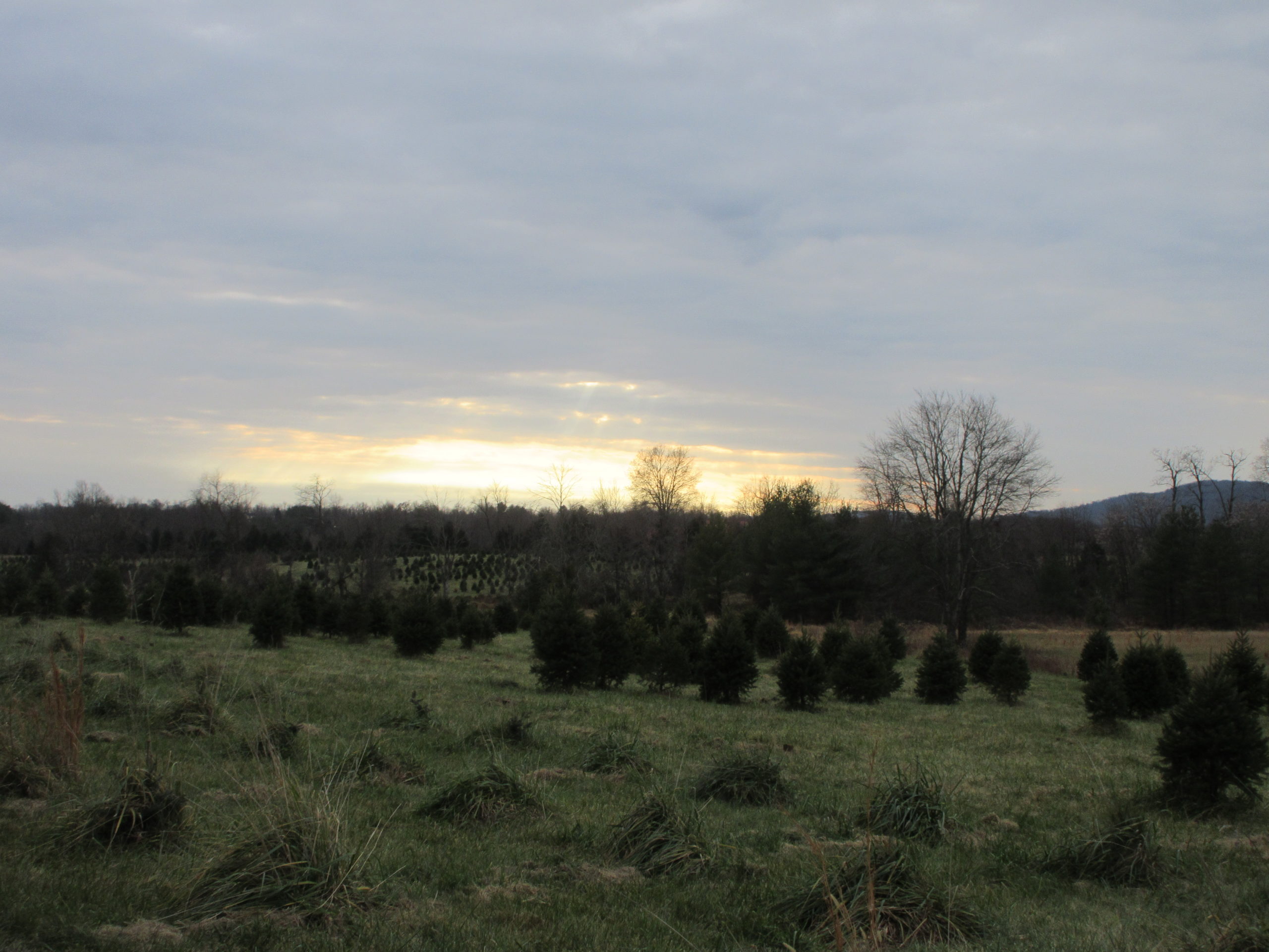 Evergreen Acres | Colonial Roads